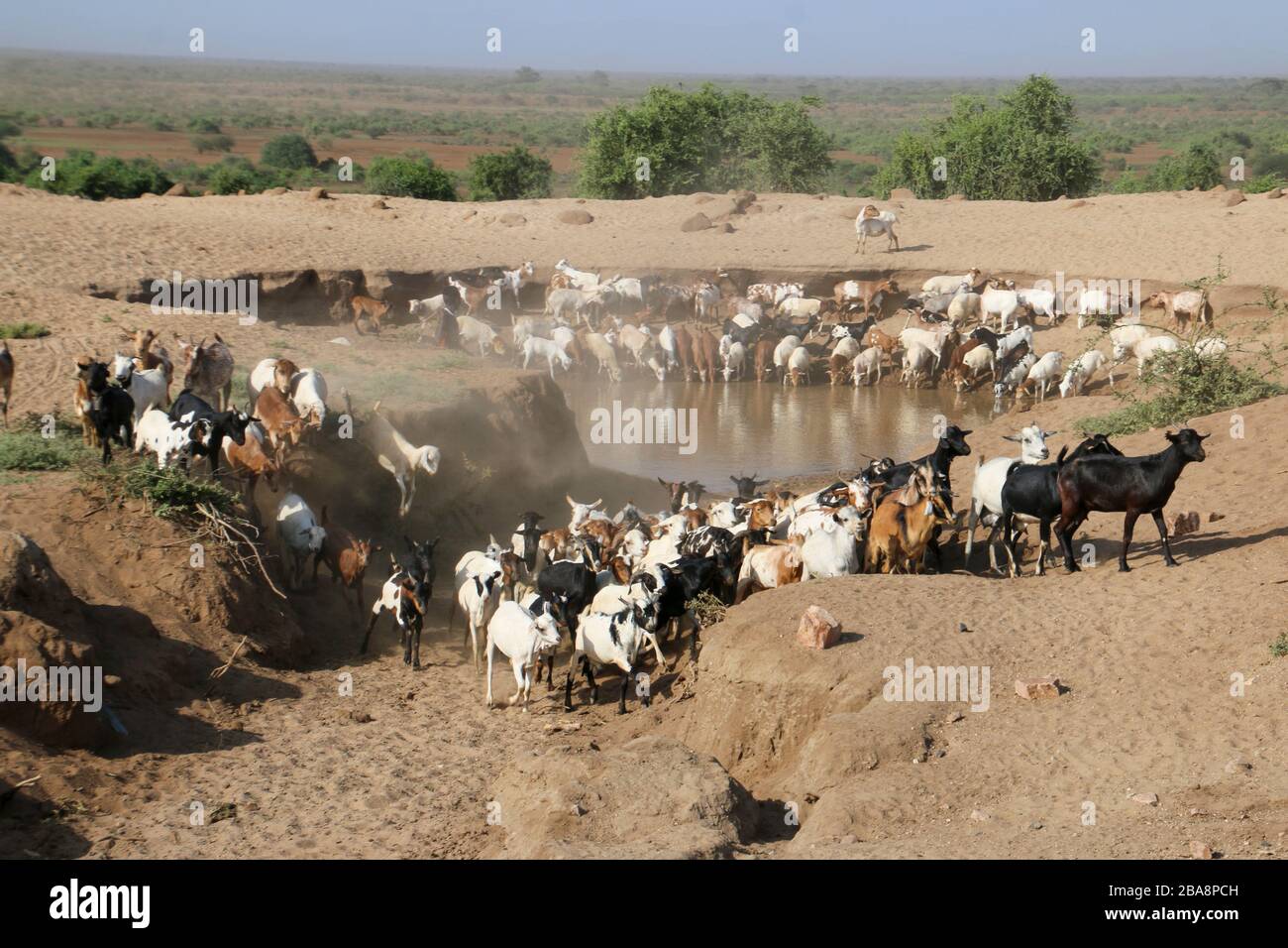 Ethiopia herd of tribe hi-res stock photography and images - Alamy