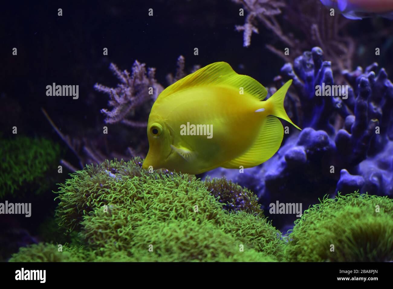 The yellow tang (Zebrasoma flavescens), salt water yellow aquarium fish ...