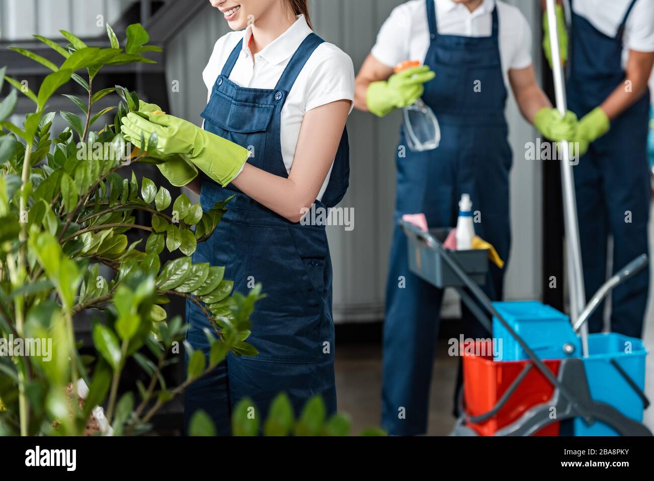 cropped view of smiling cleaner wiping plants while colleagues standing ...
