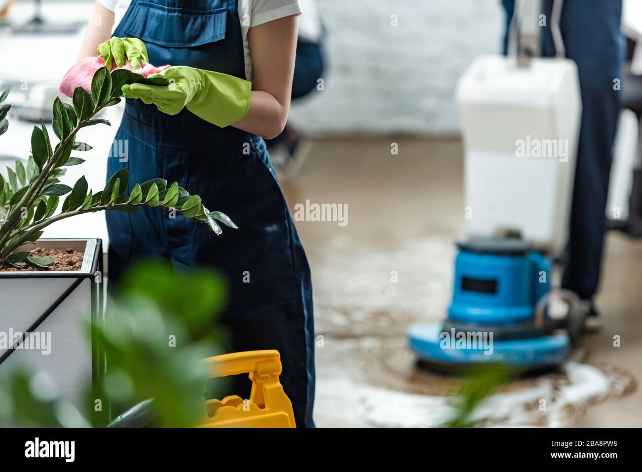 partial view of cleaner wiping office plants with rag near floor ...
