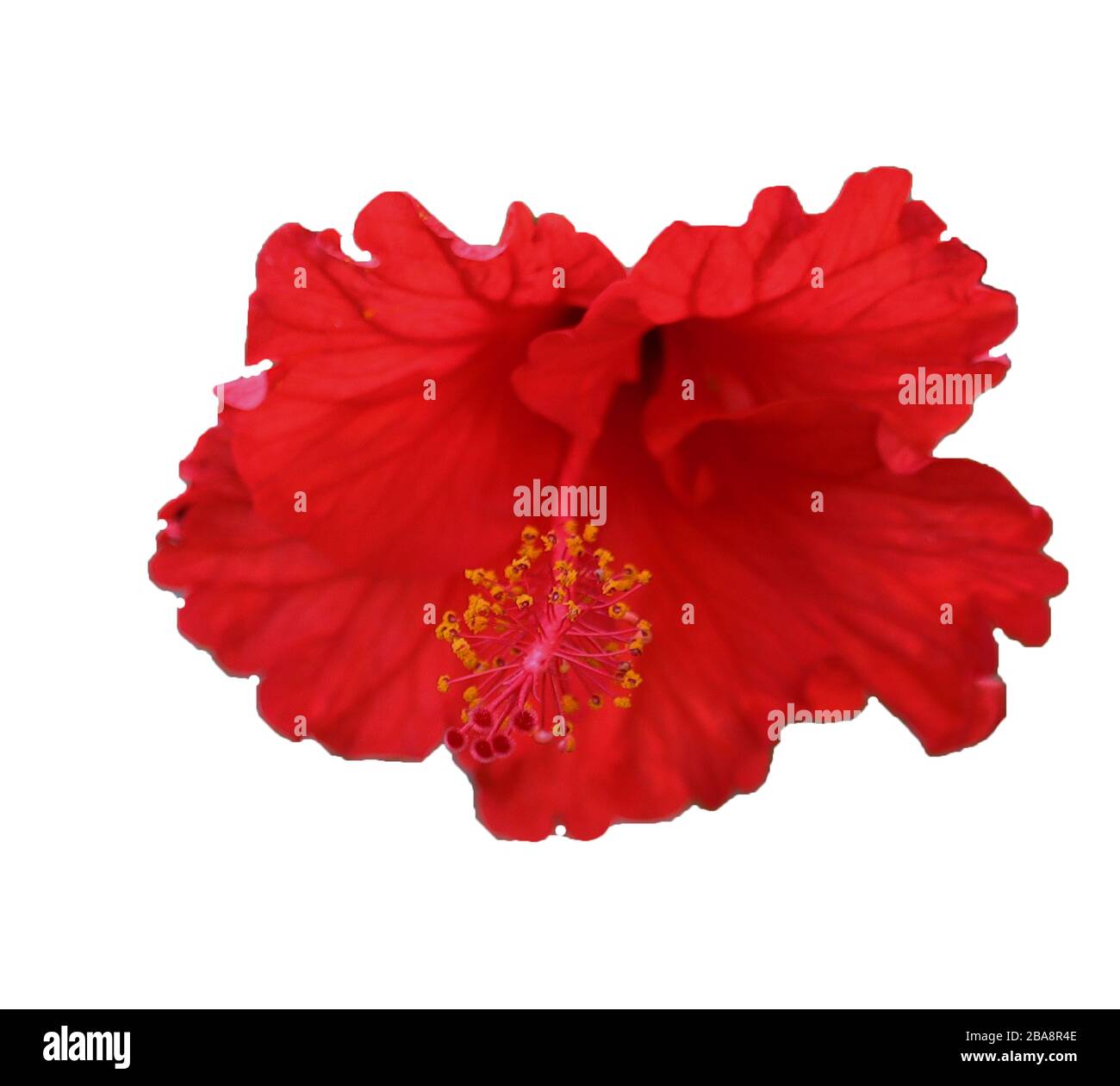 micro shot of hibiscus flower on white isolated background, red ...