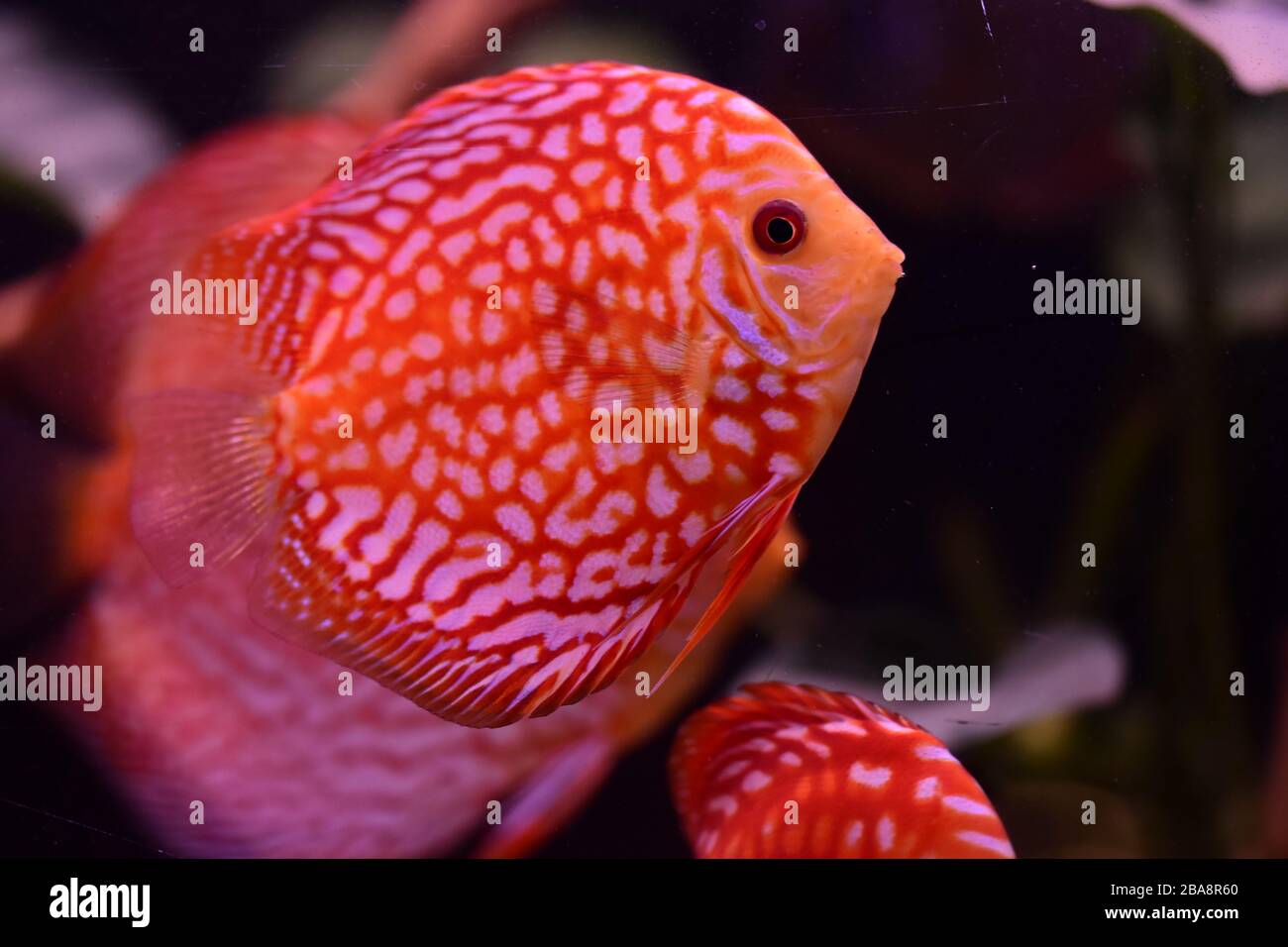 group of discus fish in aquarium, multi-colored tropical fish ...