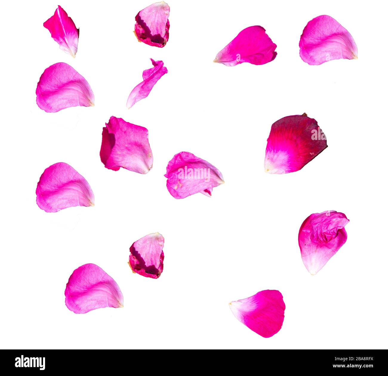 money rose petals ( flower petals) on white isolated background Stock ...