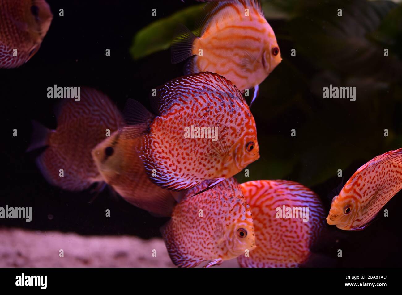 group of discus fish in aquarium, multi-colored tropical fish ...