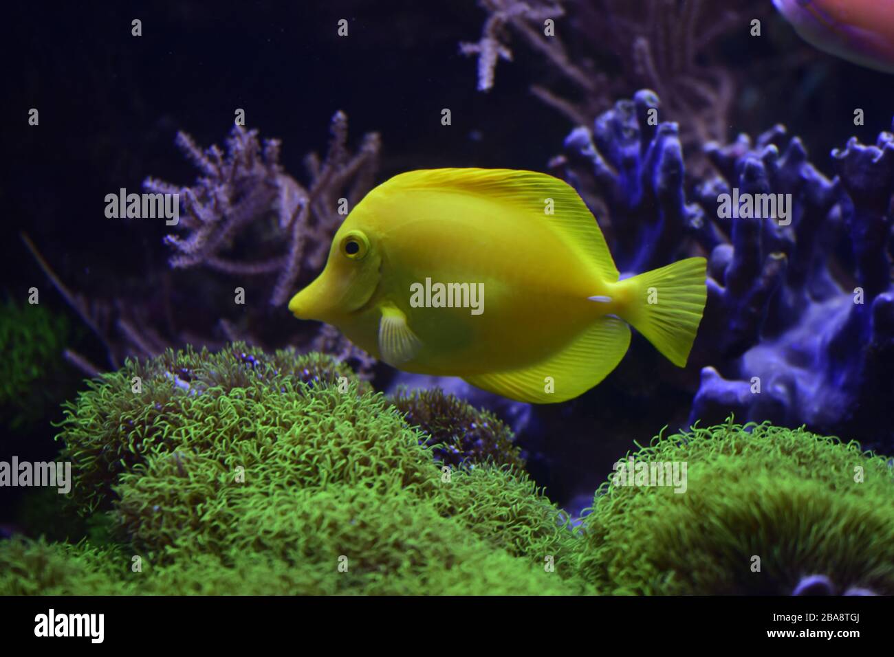 The yellow tang (Zebrasoma flavescens), salt water yellow aquarium fish ...