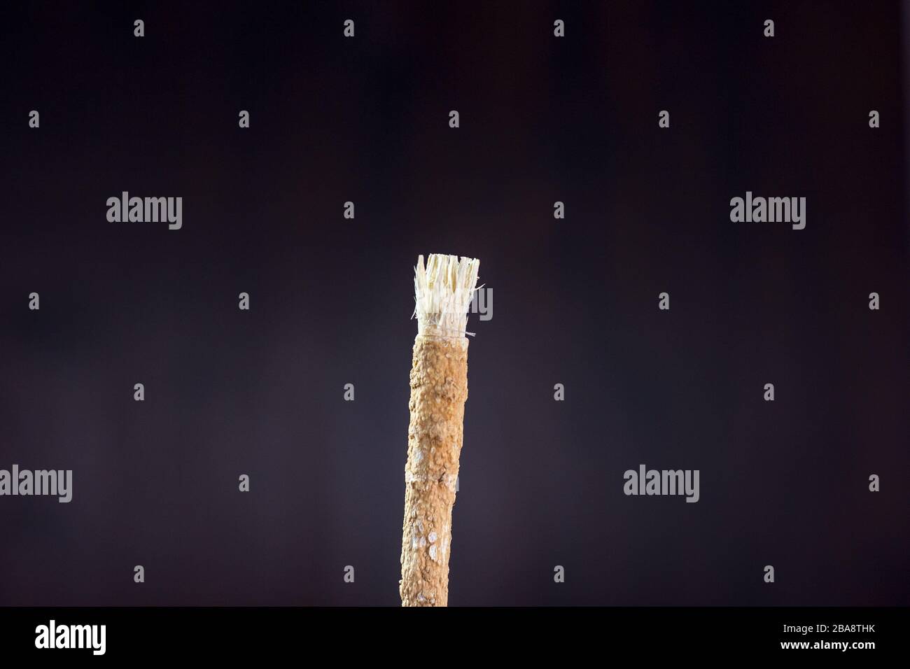 Siwak or miswak stick over the black background. Great photo for your ...