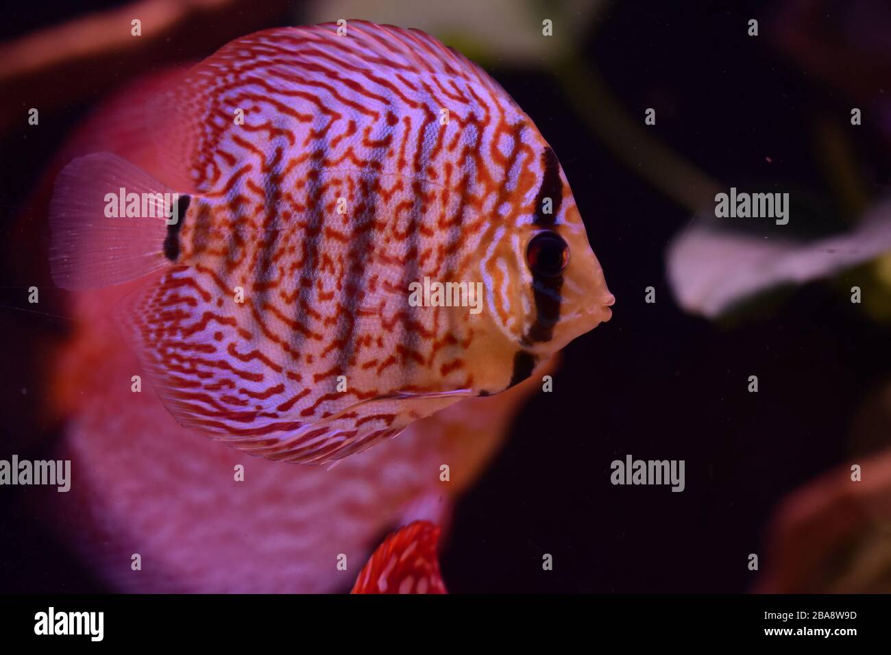 group of discus fish in aquarium, multi-colored tropical fish ...