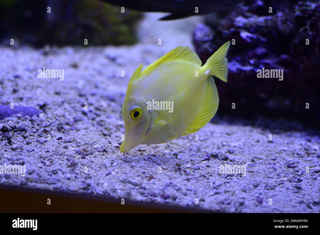 The yellow tang (Zebrasoma flavescens), salt water yellow aquarium fish ...