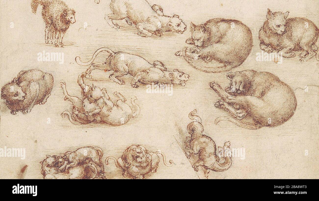 Leonardo Da Vinci Drawings Of Animals
