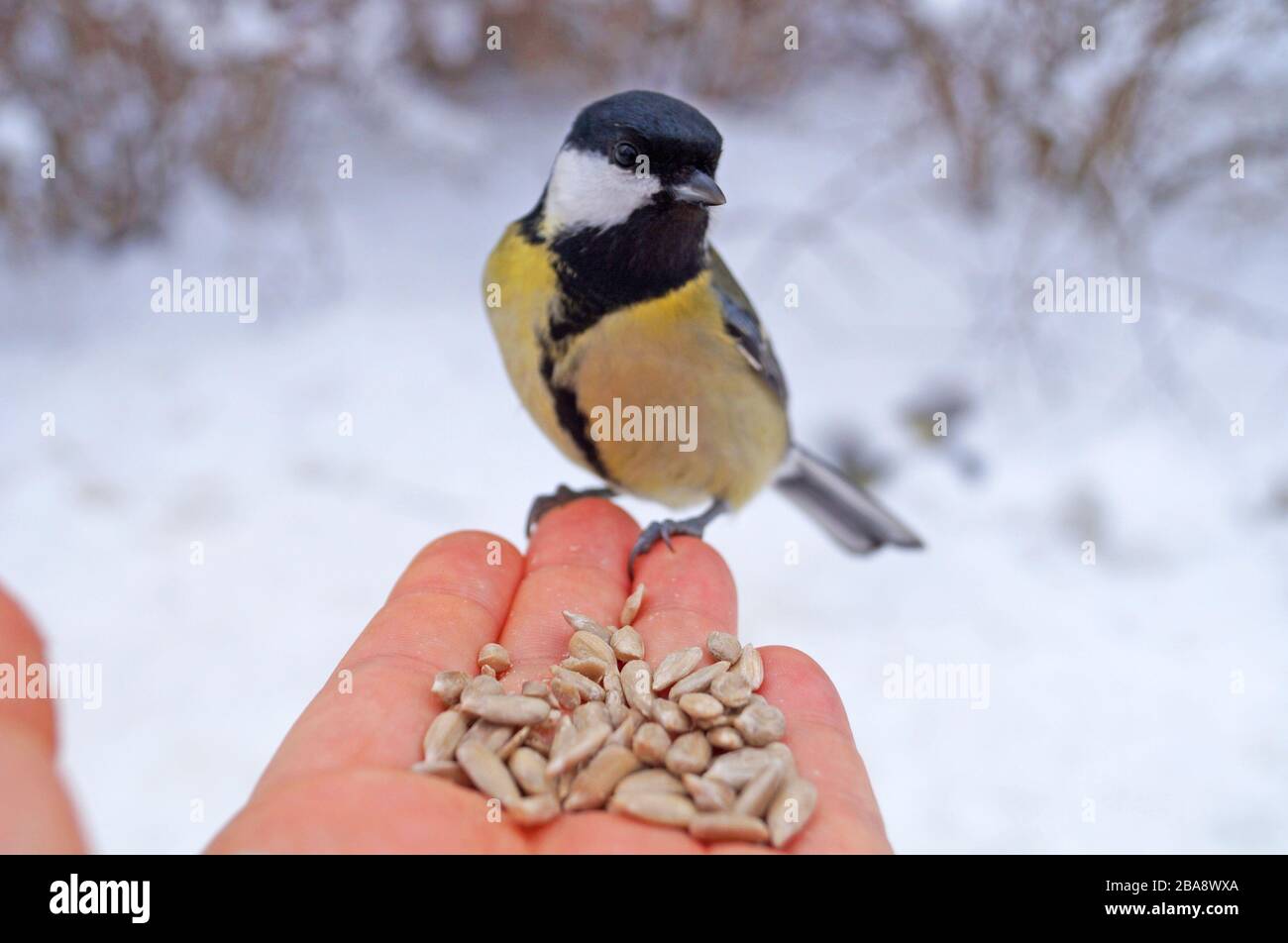 A titmouse with yellow, black and white feathers sits in the palm of ...