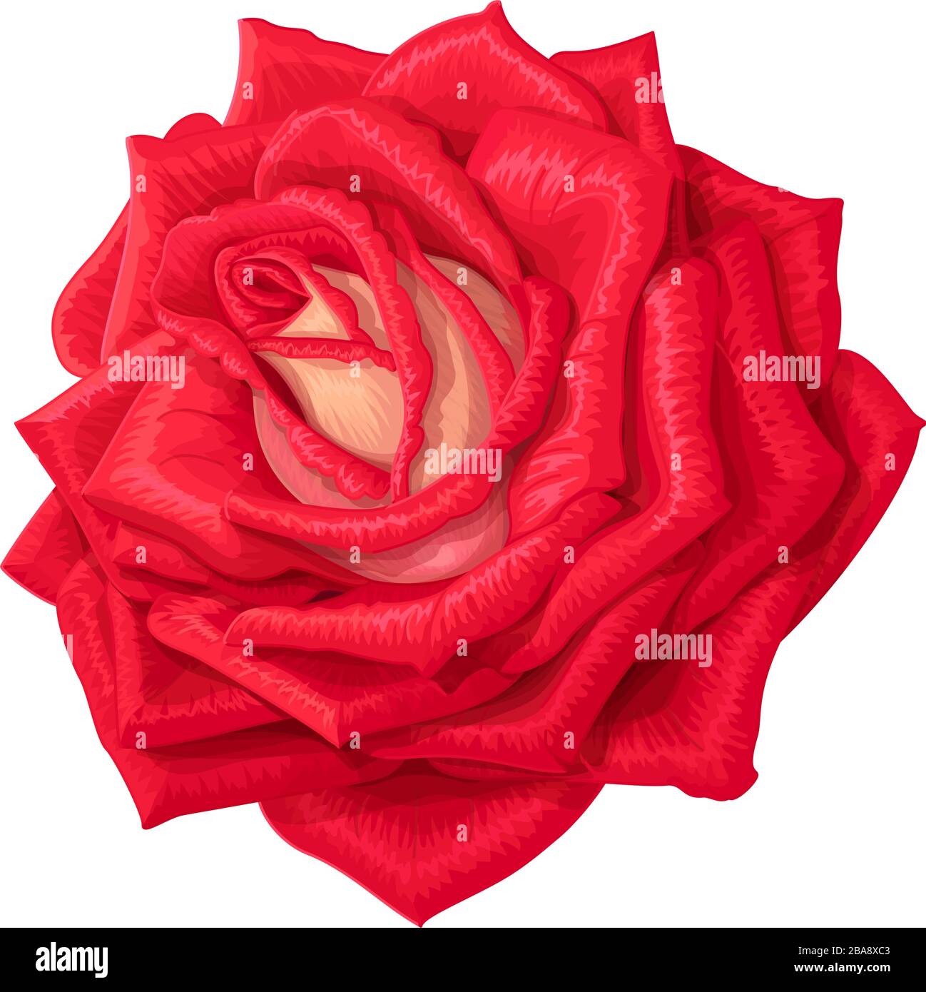 vector rose flower clip art on white isolated background Stock Vector ...