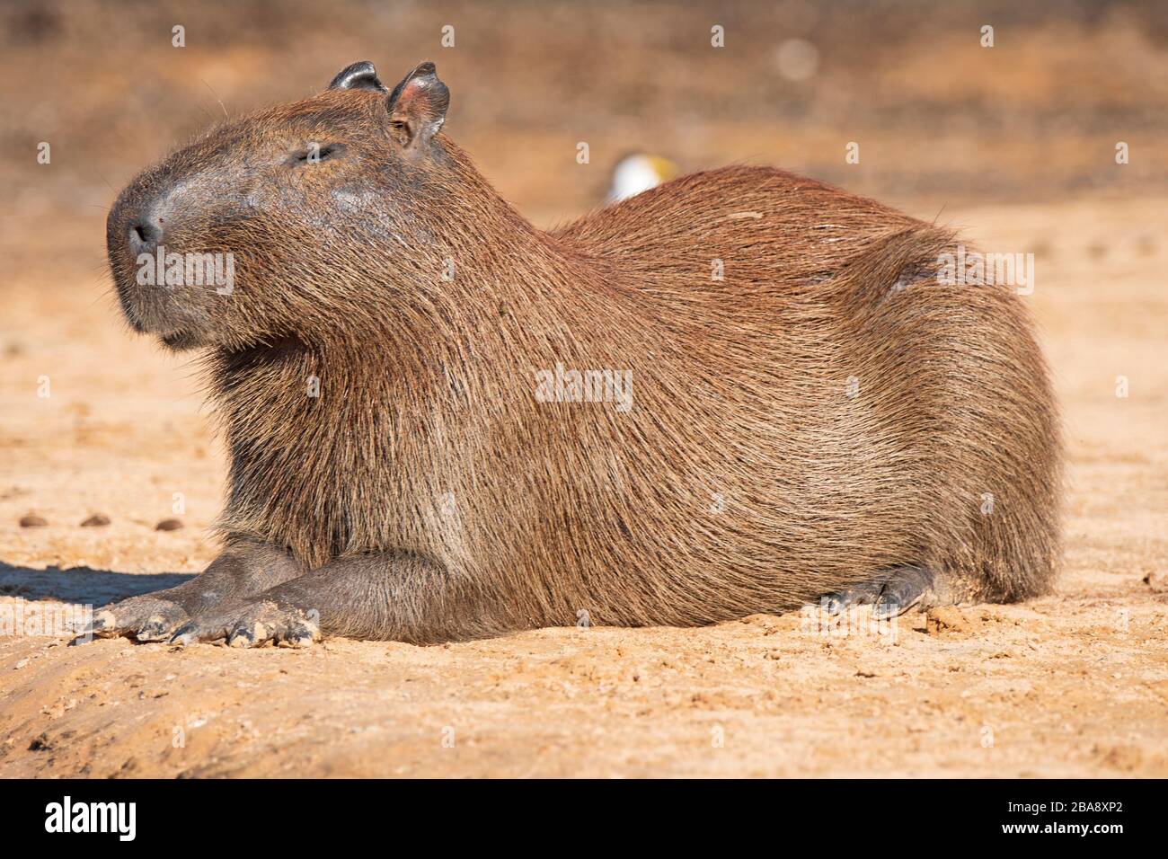 Capybara amazon river hi-res stock photography and images - Alamy