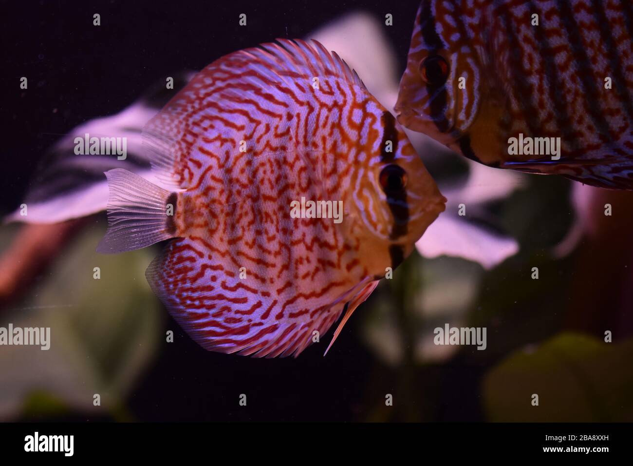 group of discus fish in aquarium, multi-colored tropical fish ...