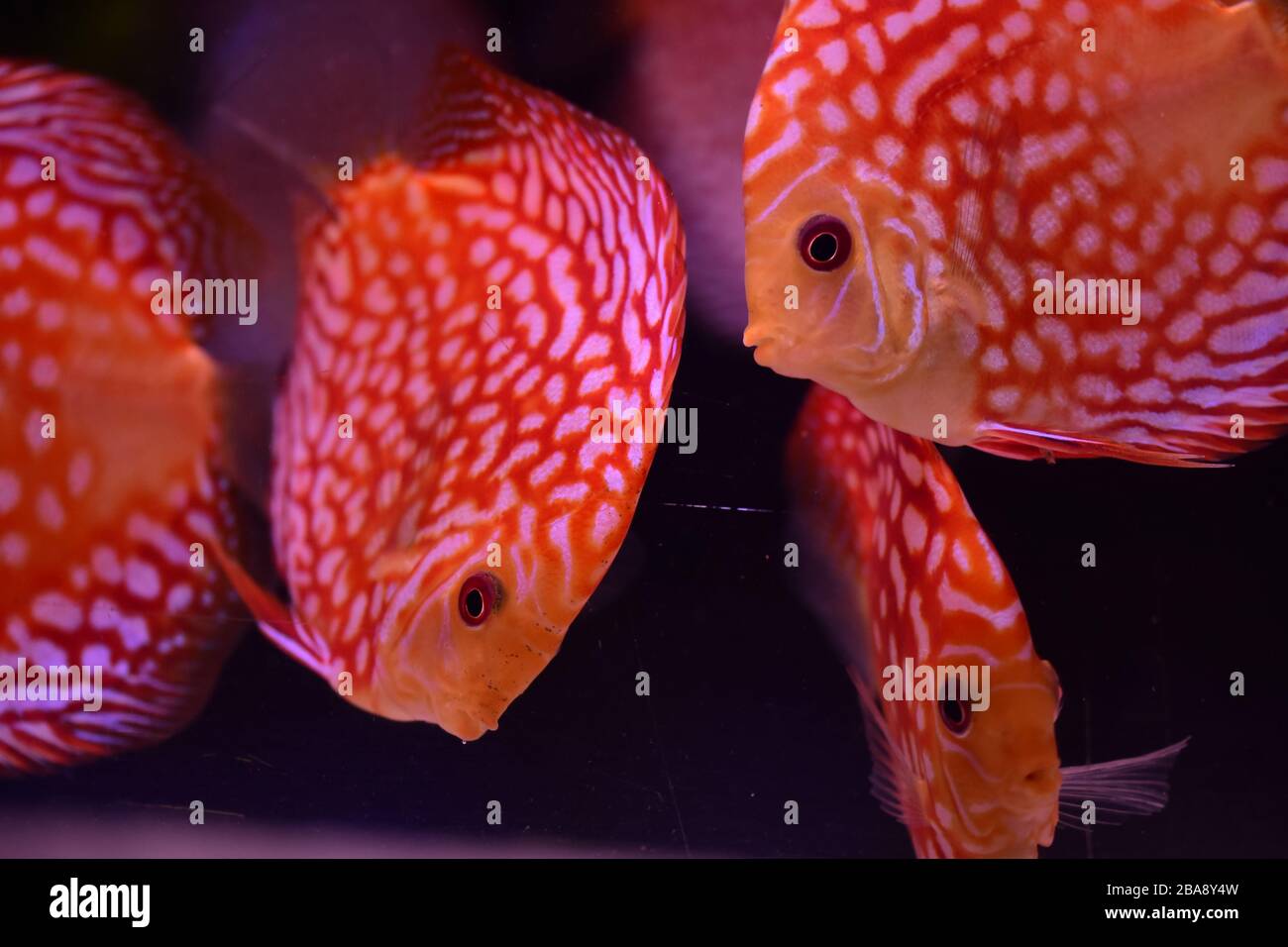 group of discus fish in aquarium, multi-colored tropical fish ...