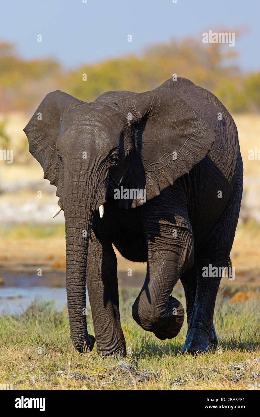 Afrikanischer Elefant, Loxodonta africana, African Bush Elephant ...