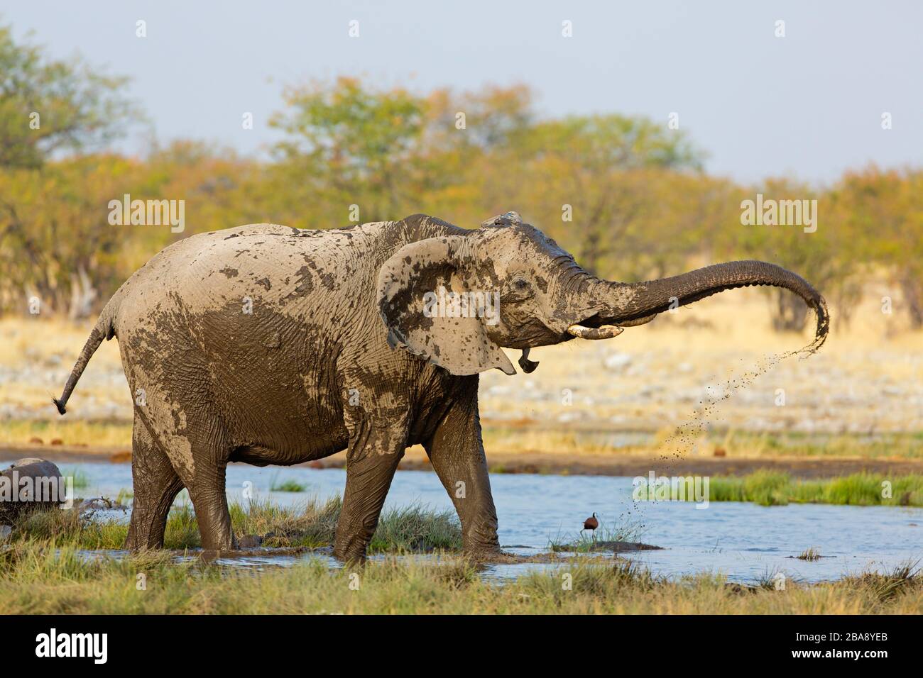 Afrikanischer Elefant, Loxodonta africana, African Bush Elephant ...