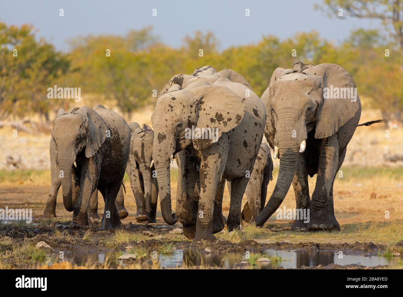 Afrikanischer Elefant, Loxodonta africana, African Bush Elephant ...