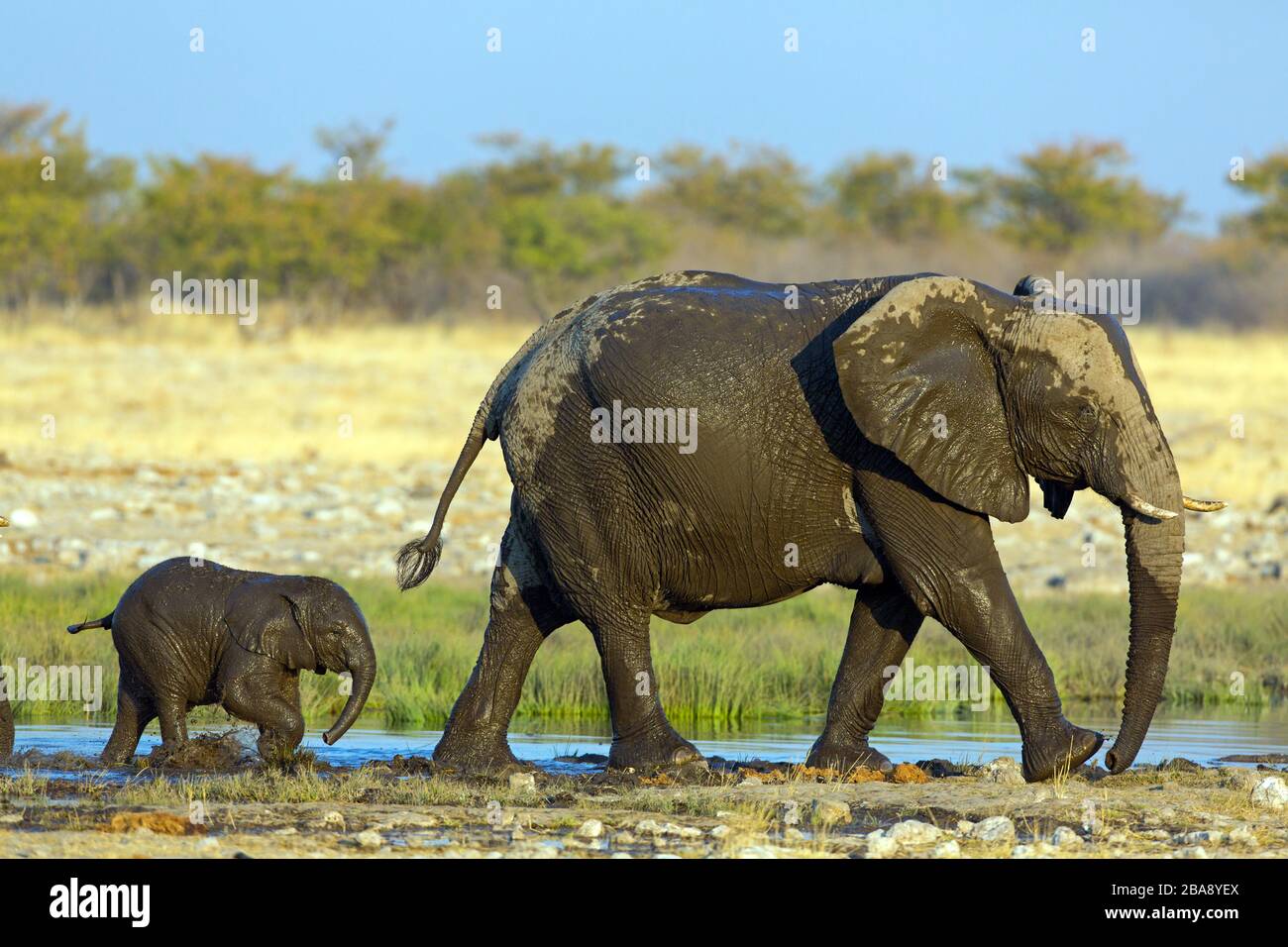 Afrikanischer Elefant, Loxodonta africana, African Bush Elephant ...