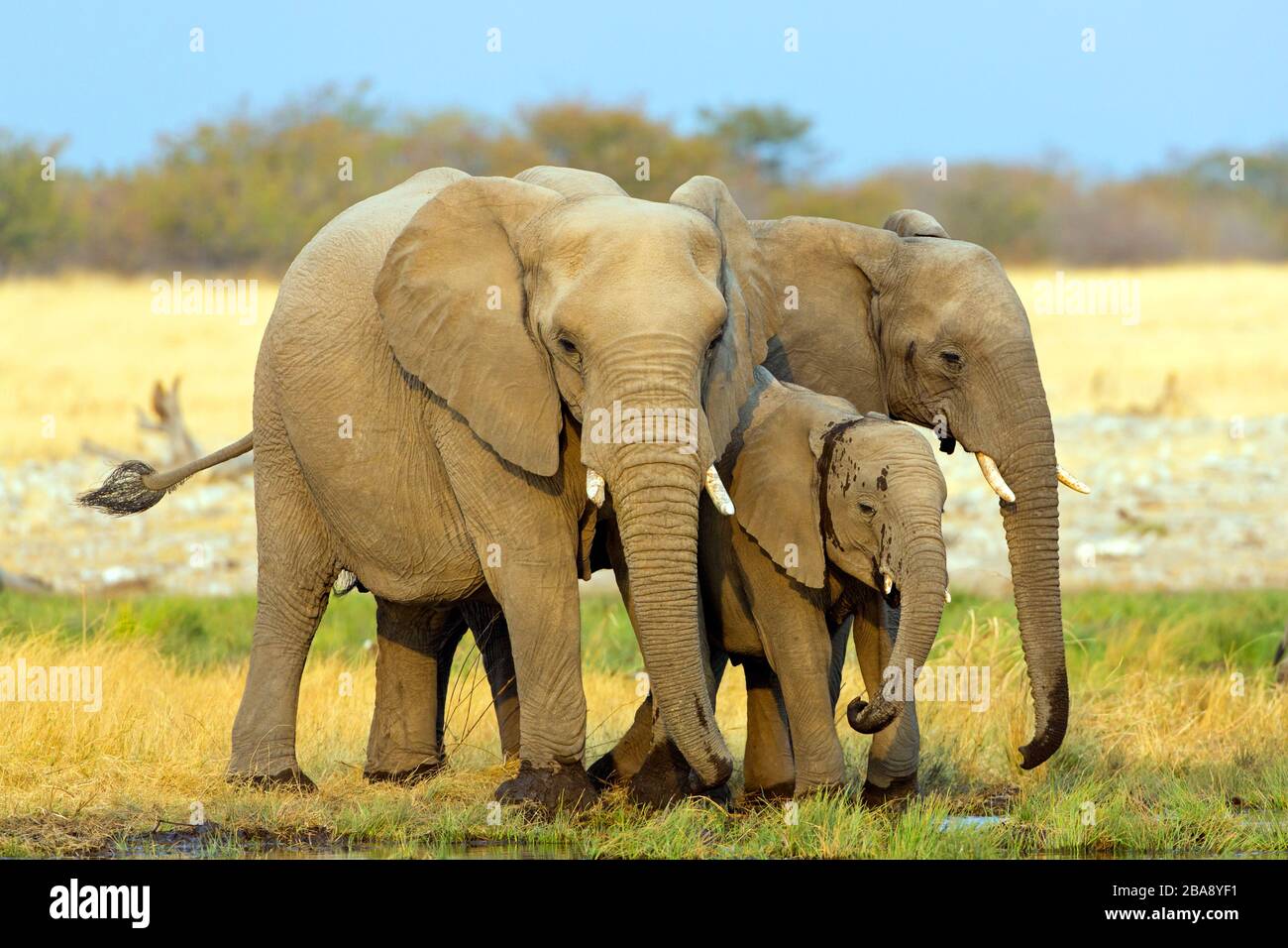 African bush elephant african savanna hi-res stock photography and ...