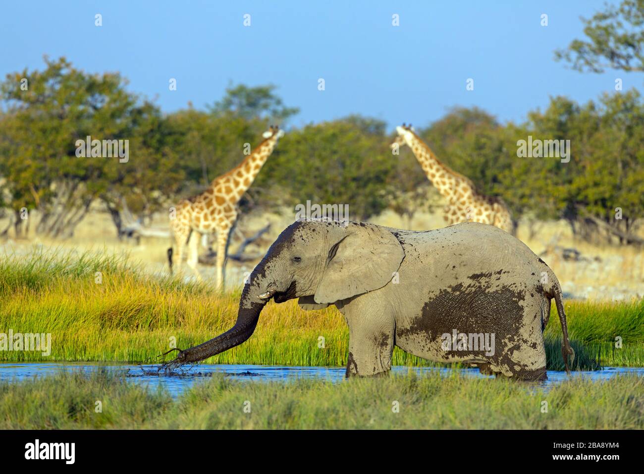 Afrikanischer Elefant, Loxodonta africana, African Bush Elephant ...