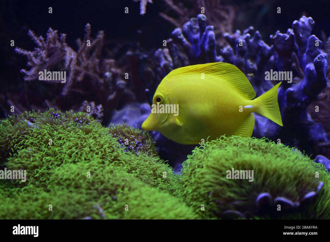 The yellow tang (Zebrasoma flavescens), salt water yellow aquarium fish ...