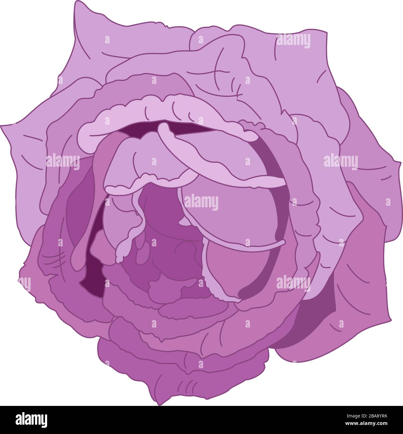 vector rose flower clip art on white isolated background Stock Vector ...