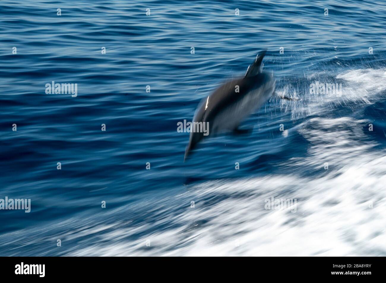 Move effect on striped dolphin jumping outside the sea Stock Photo - Alamy
