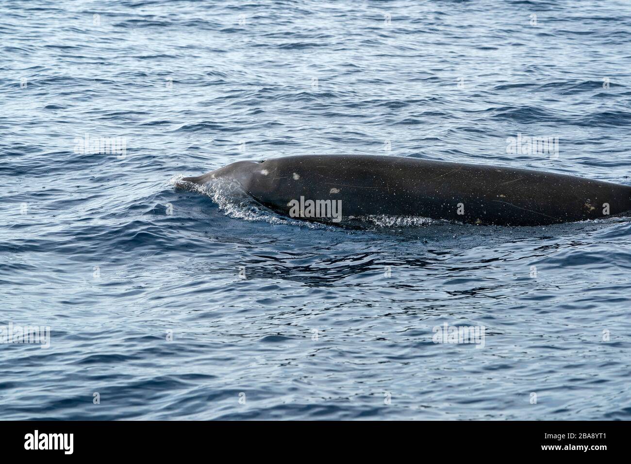 Goose Beaked whale dolphin Ziphius cavirostris ultra rare Stock Photo ...