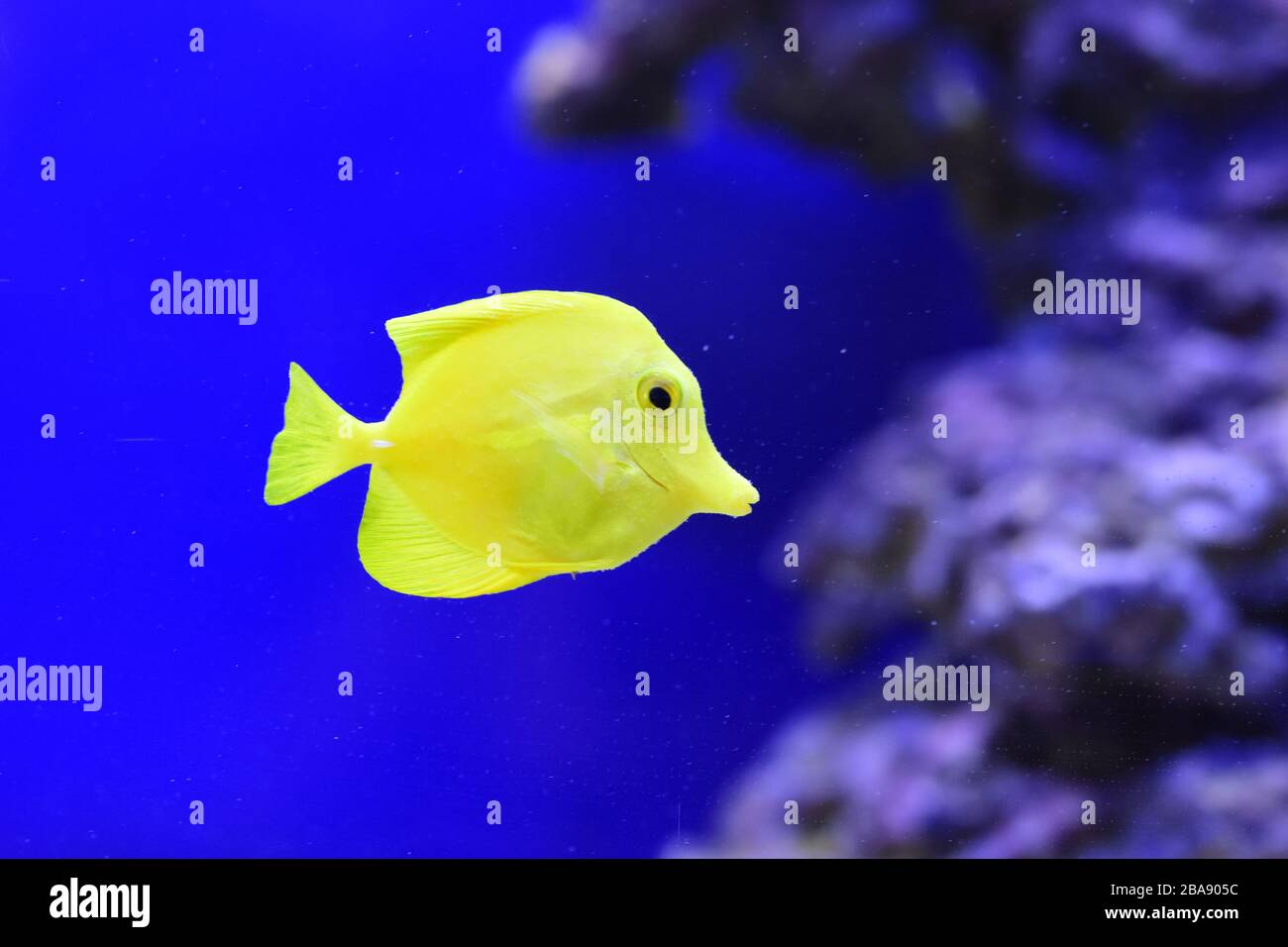 The yellow tang (Zebrasoma flavescens), salt water yellow aquarium fish ...