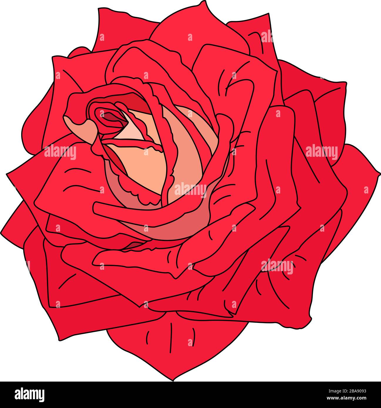 vector rose flower clip art on white isolated background Stock Vector ...