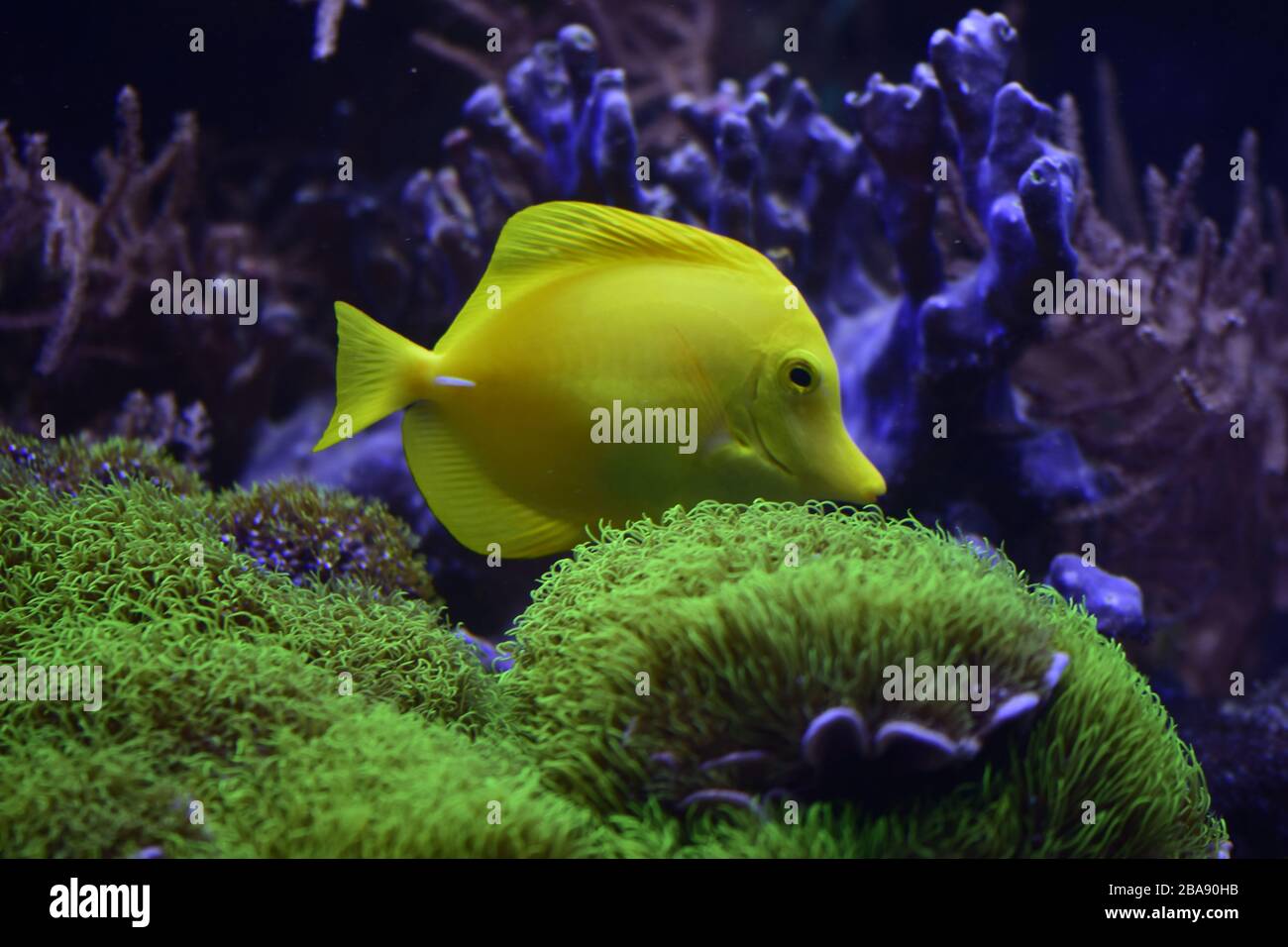 The yellow tang (Zebrasoma flavescens), salt water yellow aquarium fish ...