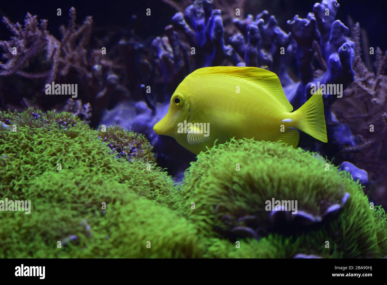 The yellow tang (Zebrasoma flavescens), salt water yellow aquarium fish ...