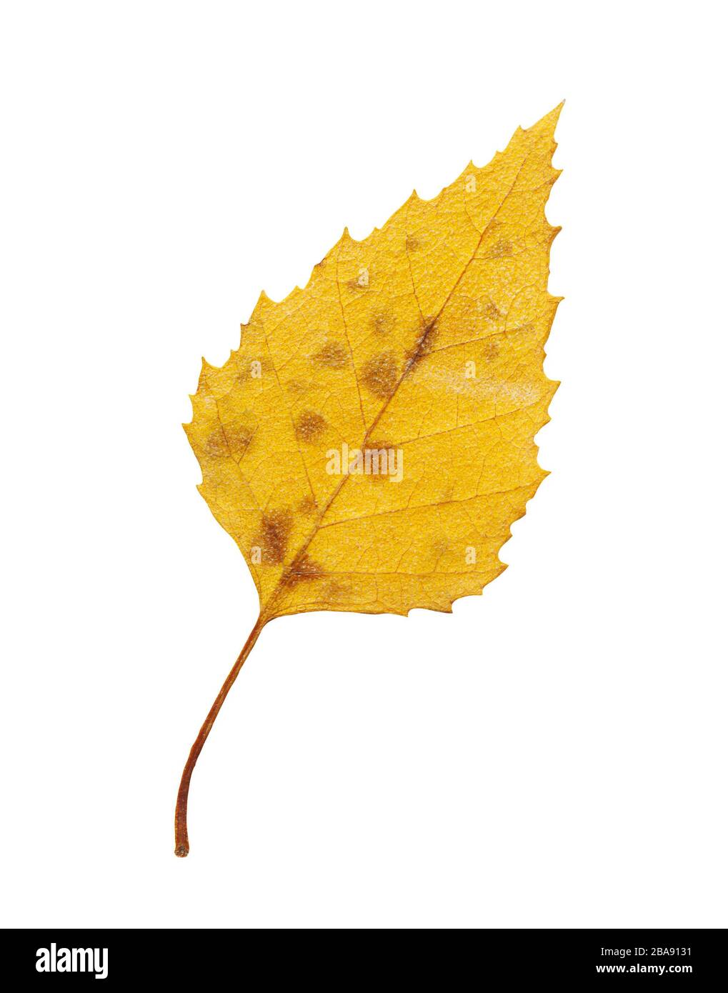 Birch tree leaf on white background. Dried birch tree leaf isolated ...