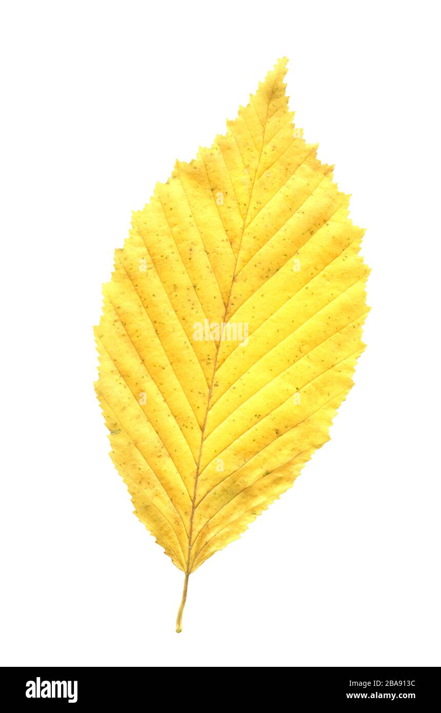 Ulmus glabra tree leaf close up shot. Golden autumn colours elm tree ...