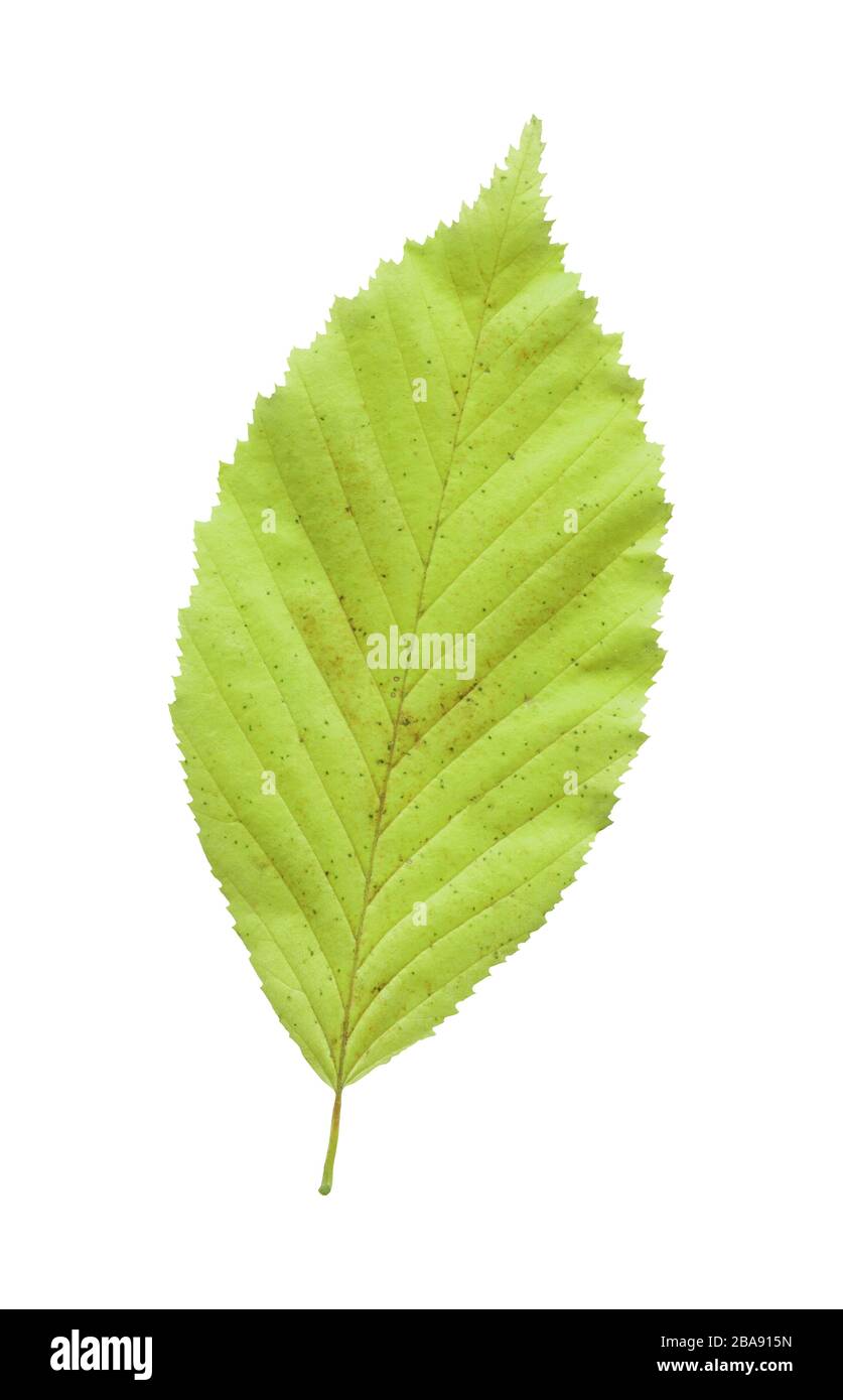 Single green elm leaf. Beautiful bright colorful elm green leaf ...