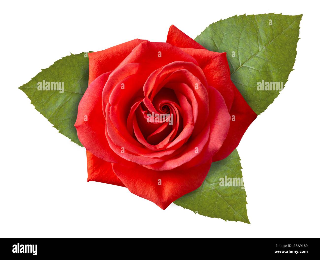 Beautiful fresh red rose with green leaves isolated on white background ...