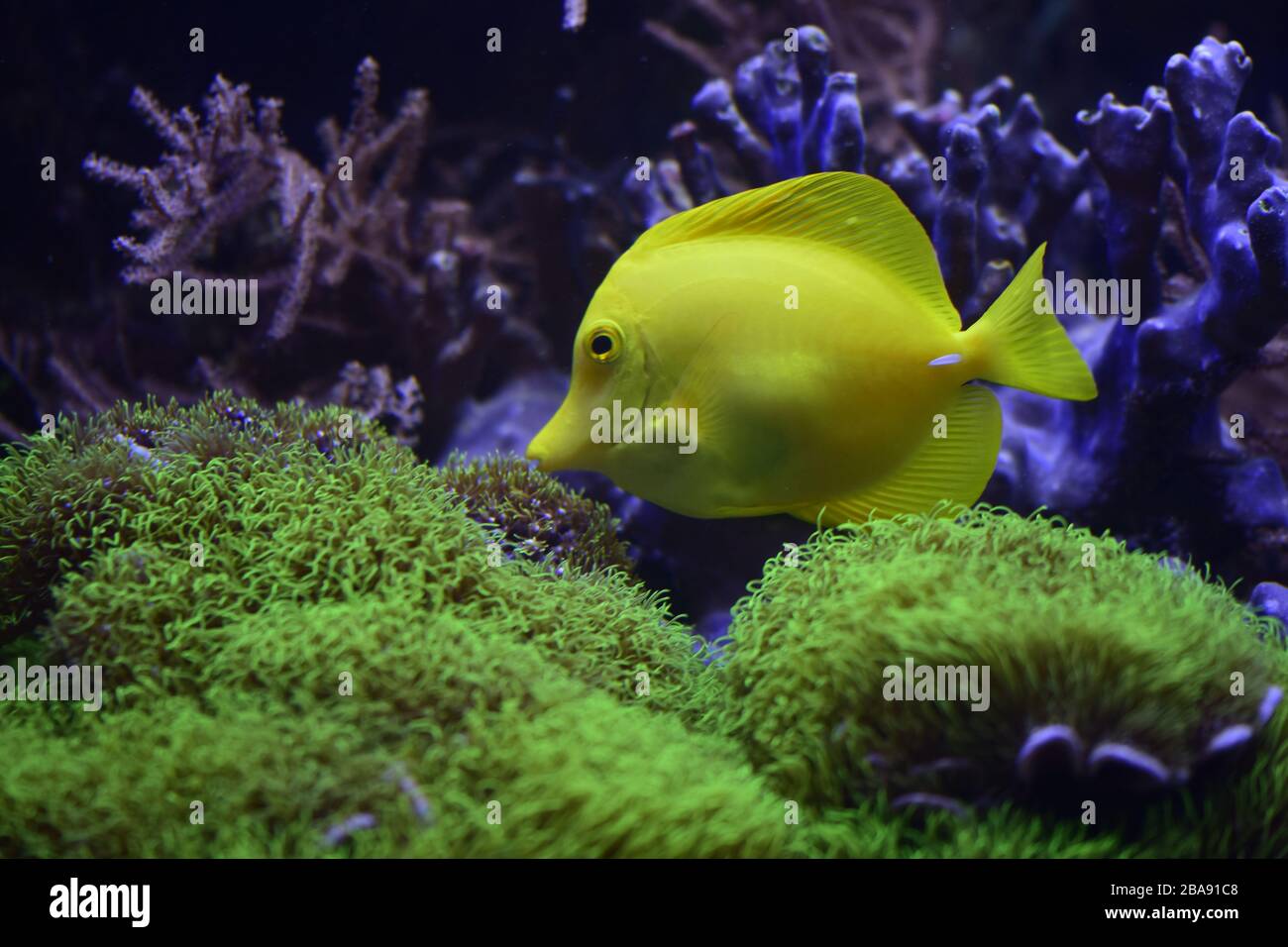 The yellow tang (Zebrasoma flavescens), salt water yellow aquarium fish ...