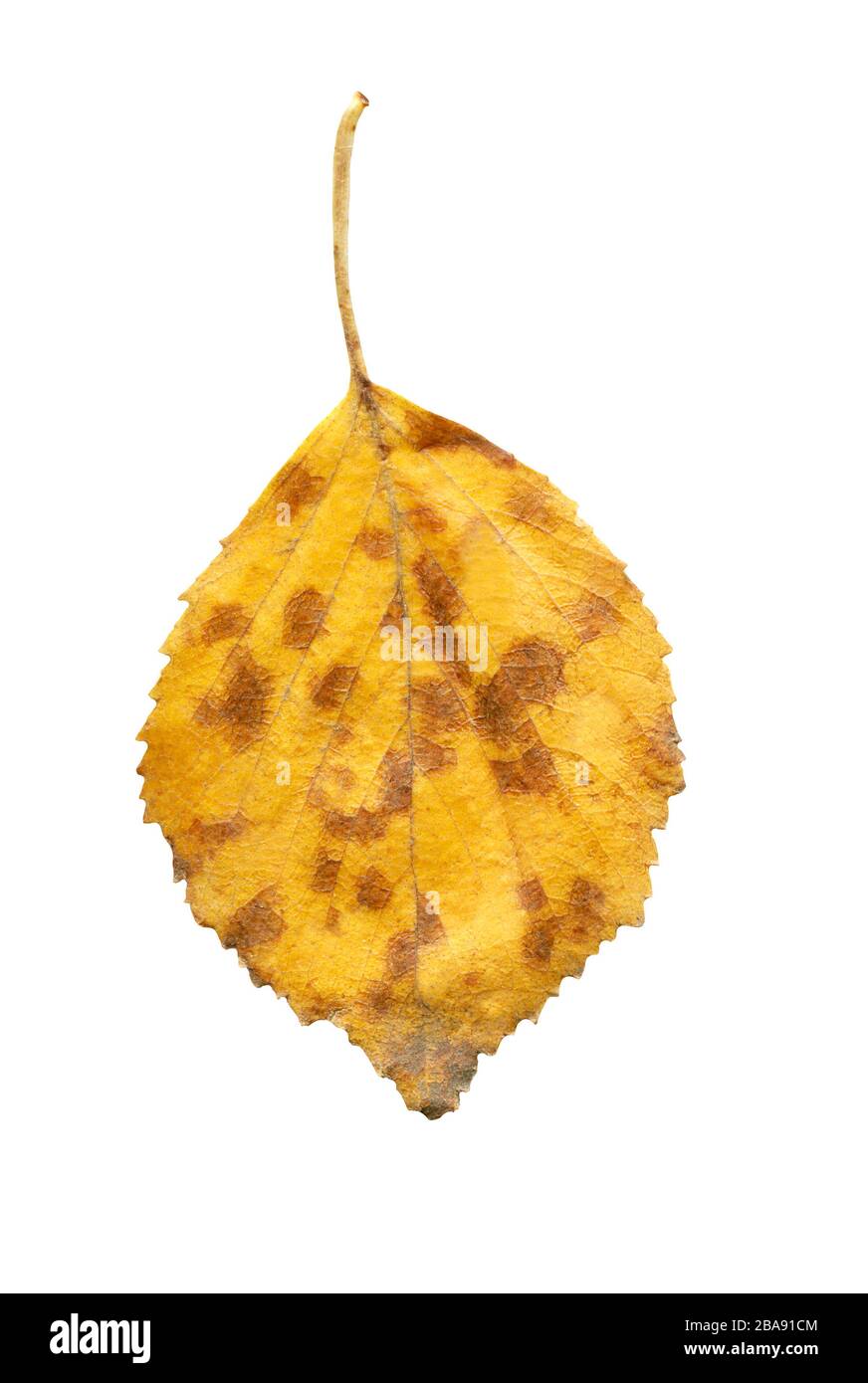 Silver birch leaf betula pendula Cut Out Stock Images & Pictures - Alamy