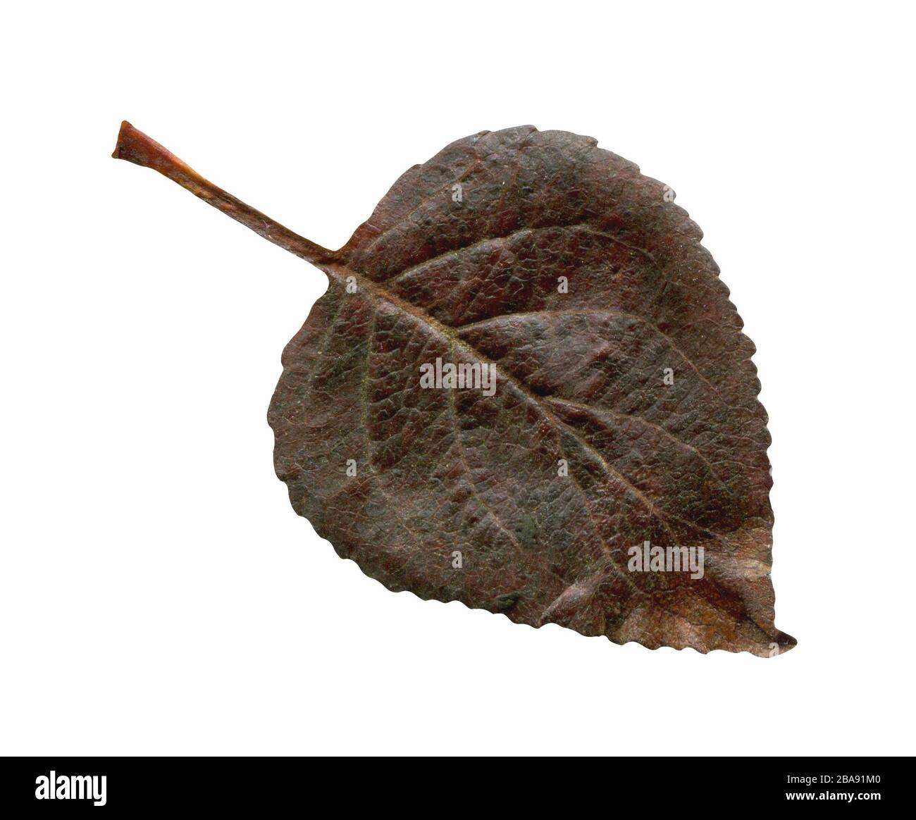 Black autumn leaf isolated on white background Stock Photo - Alamy