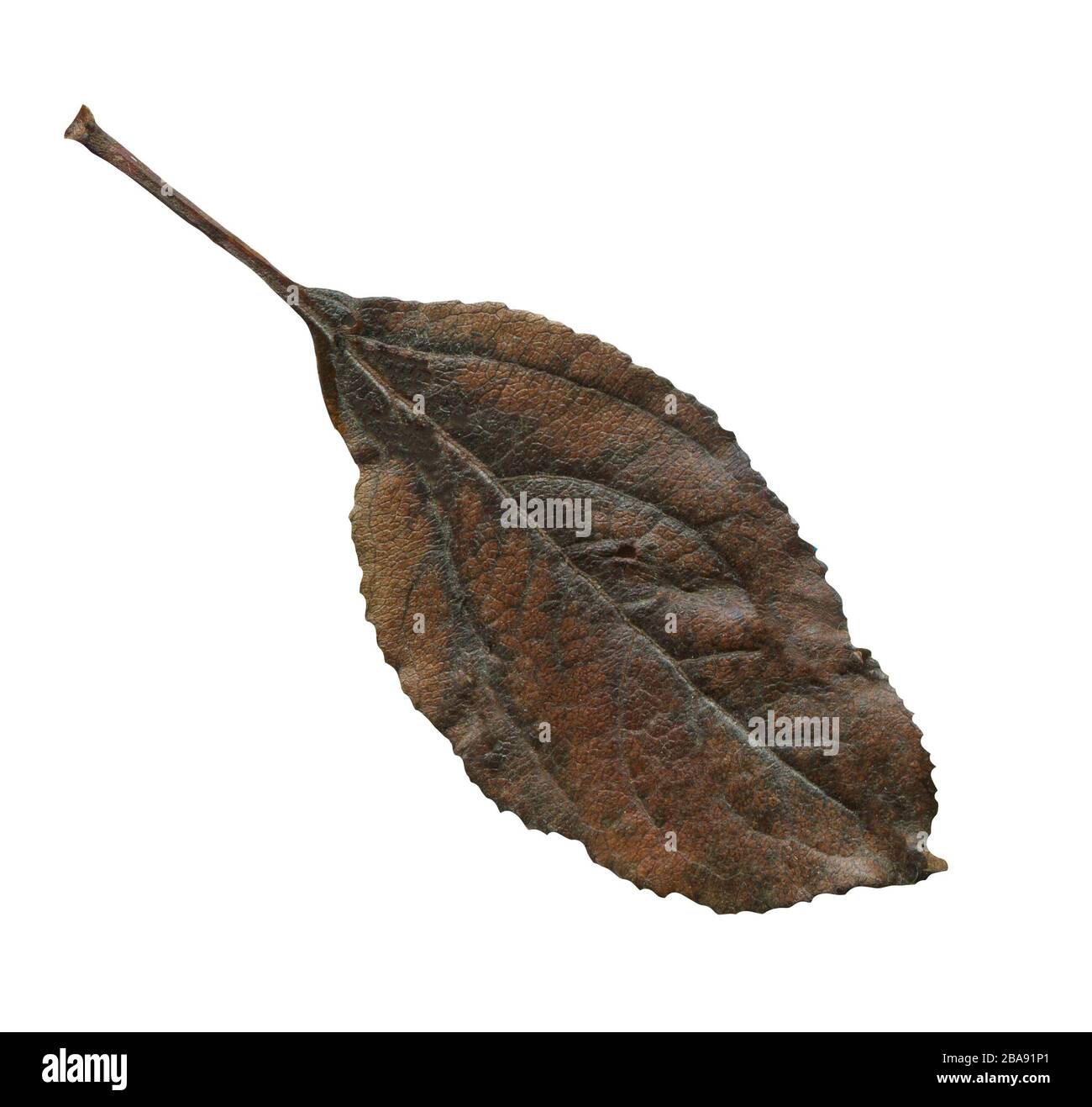 Foliage border black Cut Out Stock Images & Pictures - Alamy