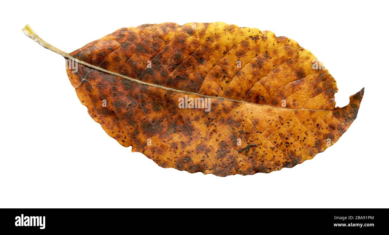 Colorful pear tree autumn leaves isolated on white. Autumn leaves of ...