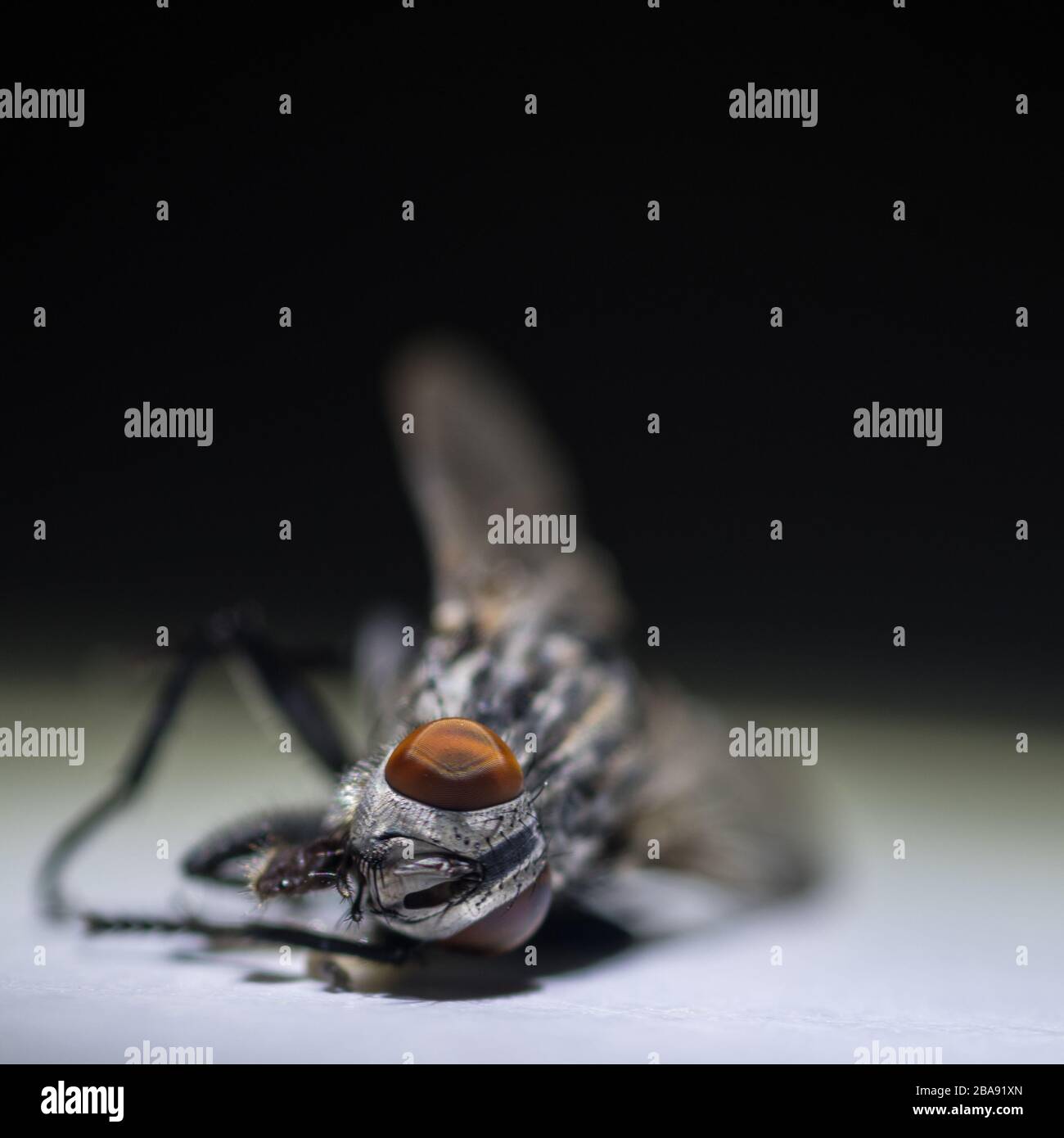 Dead money hi-res stock photography and images - Alamy