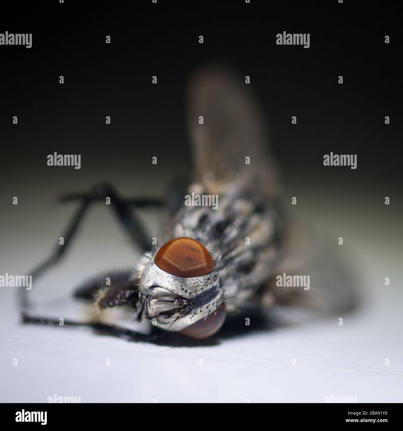 Close up of a dead fruit fly Stock Photo - Alamy