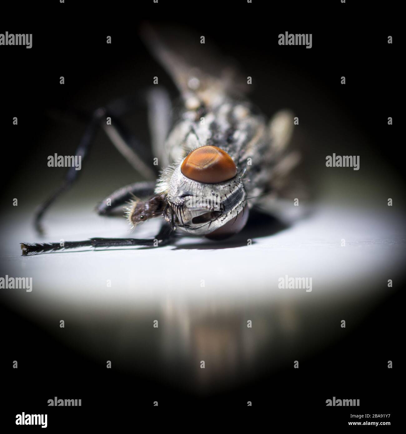 Dead fly black background hi-res stock photography and images - Alamy
