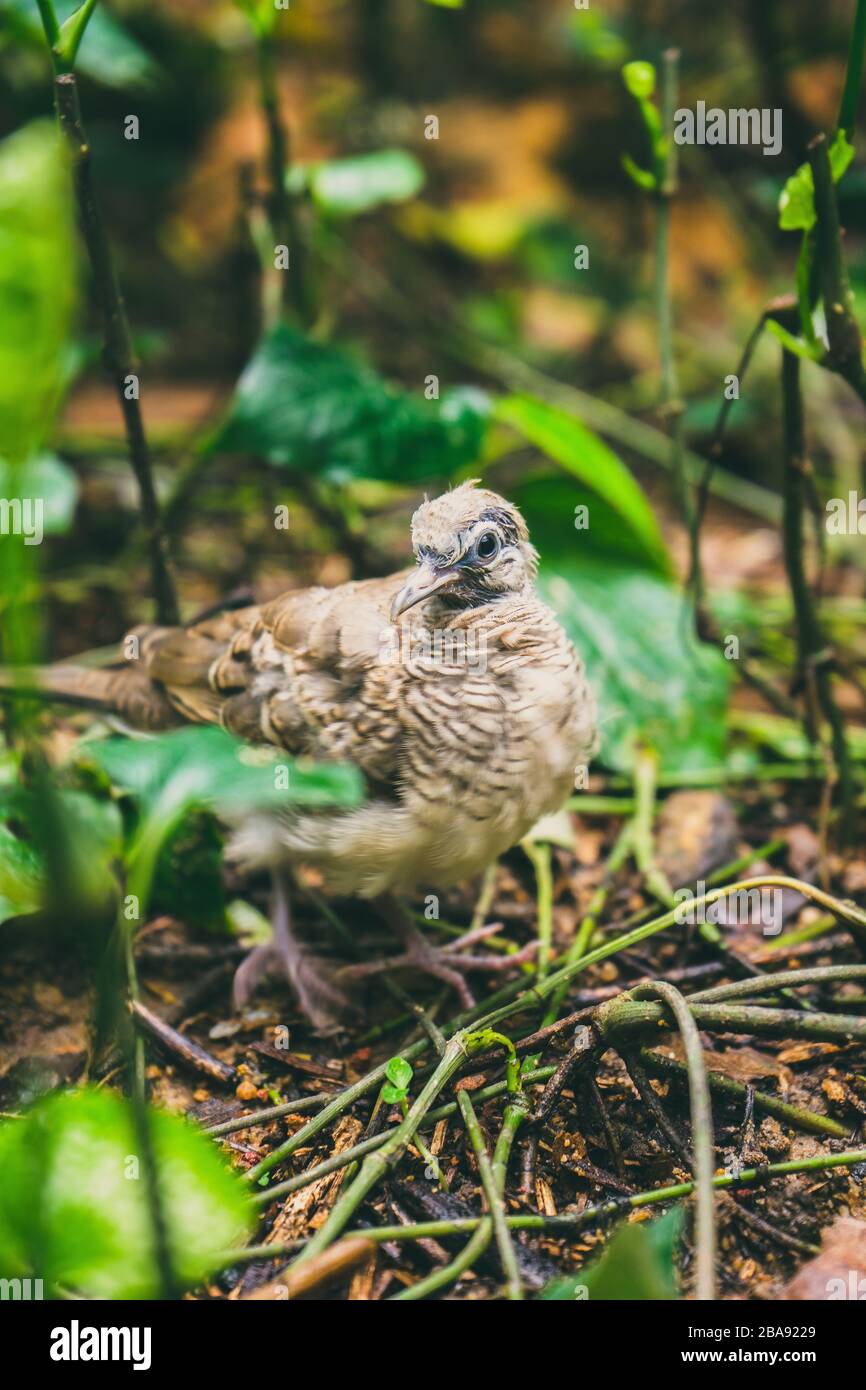 Birds of singapore hi-res stock photography and images - Alamy