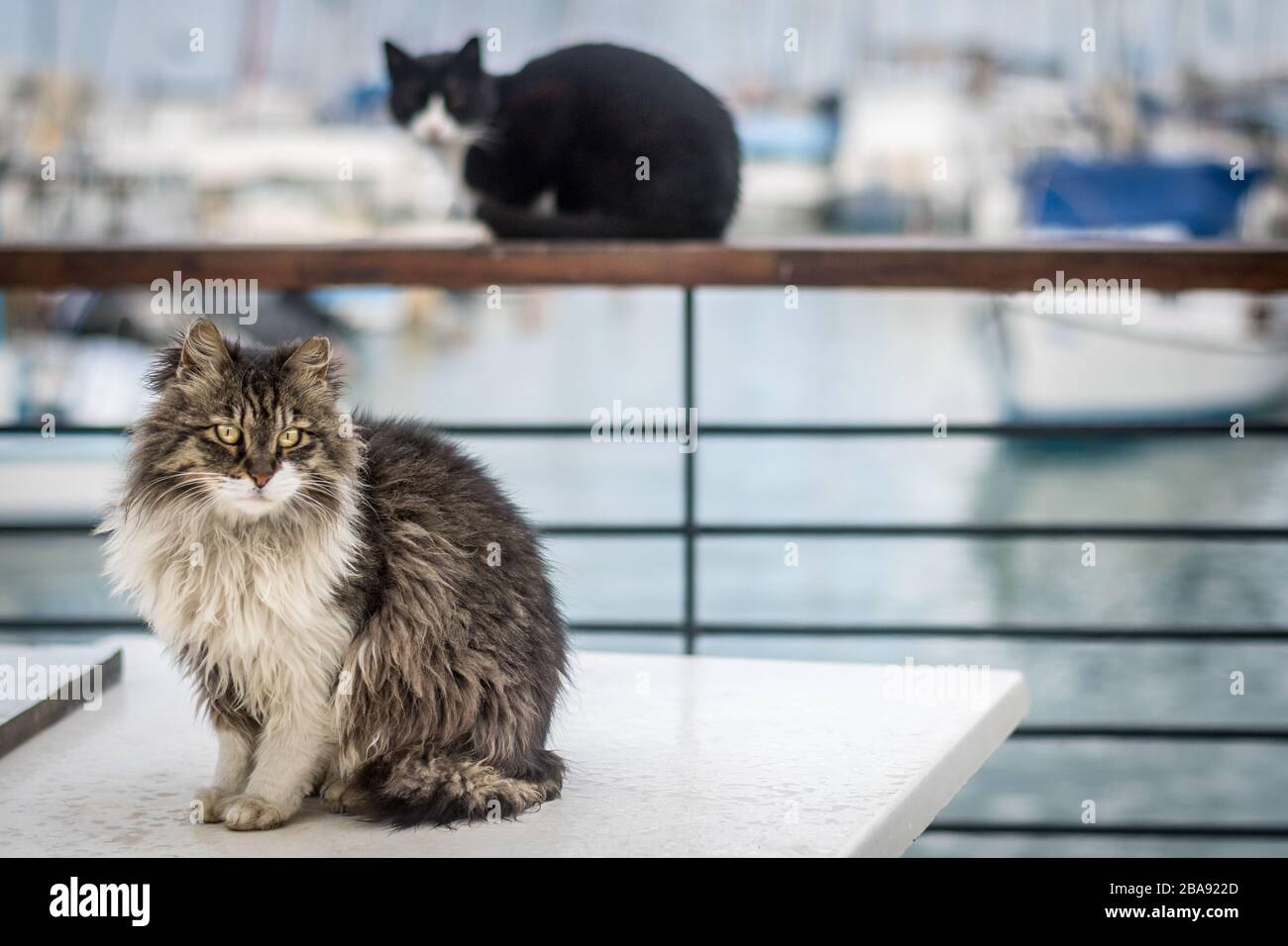 Cats israel hi-res stock photography and images - Alamy
