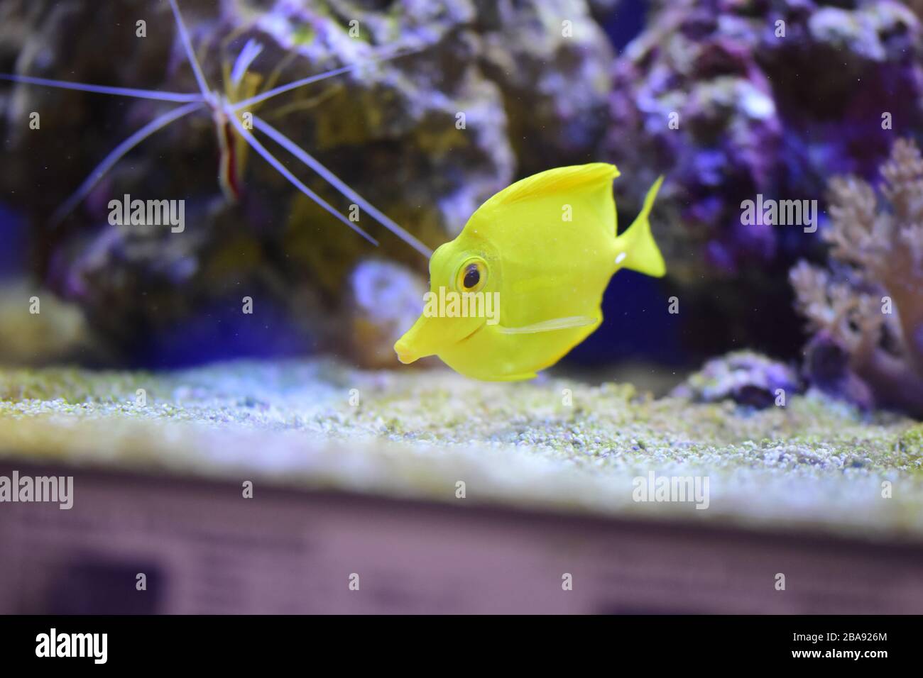 The yellow tang (Zebrasoma flavescens), salt water yellow aquarium fish ...