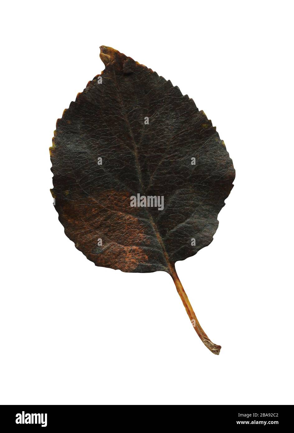 Foliage border black Cut Out Stock Images & Pictures - Alamy