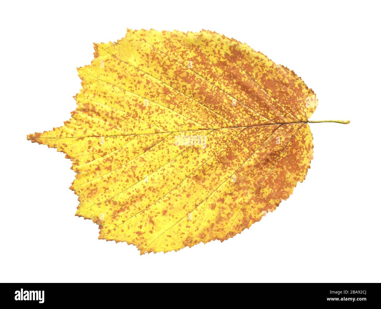 Red alder leaf hi-res stock photography and images - Alamy