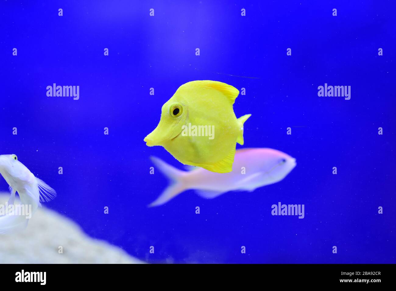 The yellow tang (Zebrasoma flavescens), salt water yellow aquarium fish ...